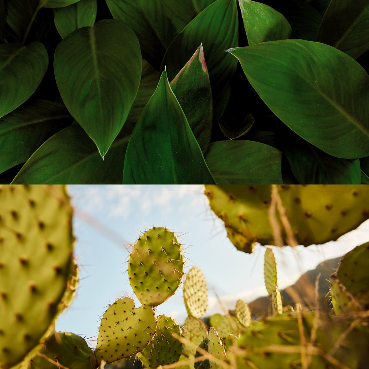 Reasons to Celebrate International Organic Day – Sky Organics